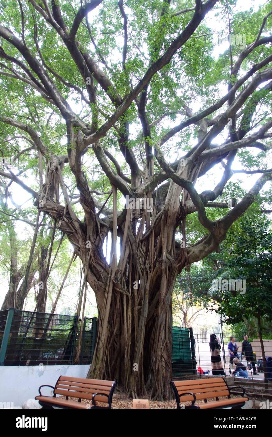 Hong Kong, China - February 4 2024: Tree at Health Education Exhibition ...