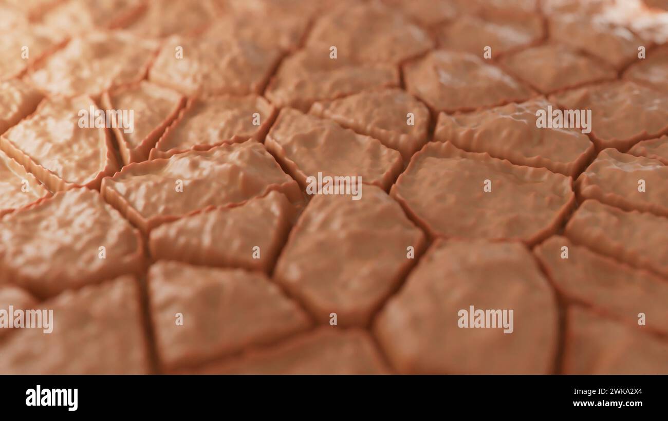 "Skin Tissue and Skin Cell 2" could imply a visual representation ...