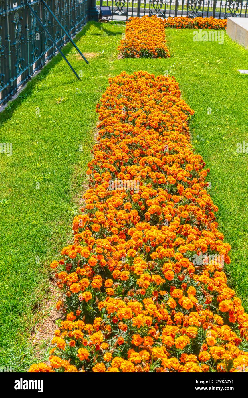 Orange flowers bright marigolds hi-res stock photography and images - Alamy