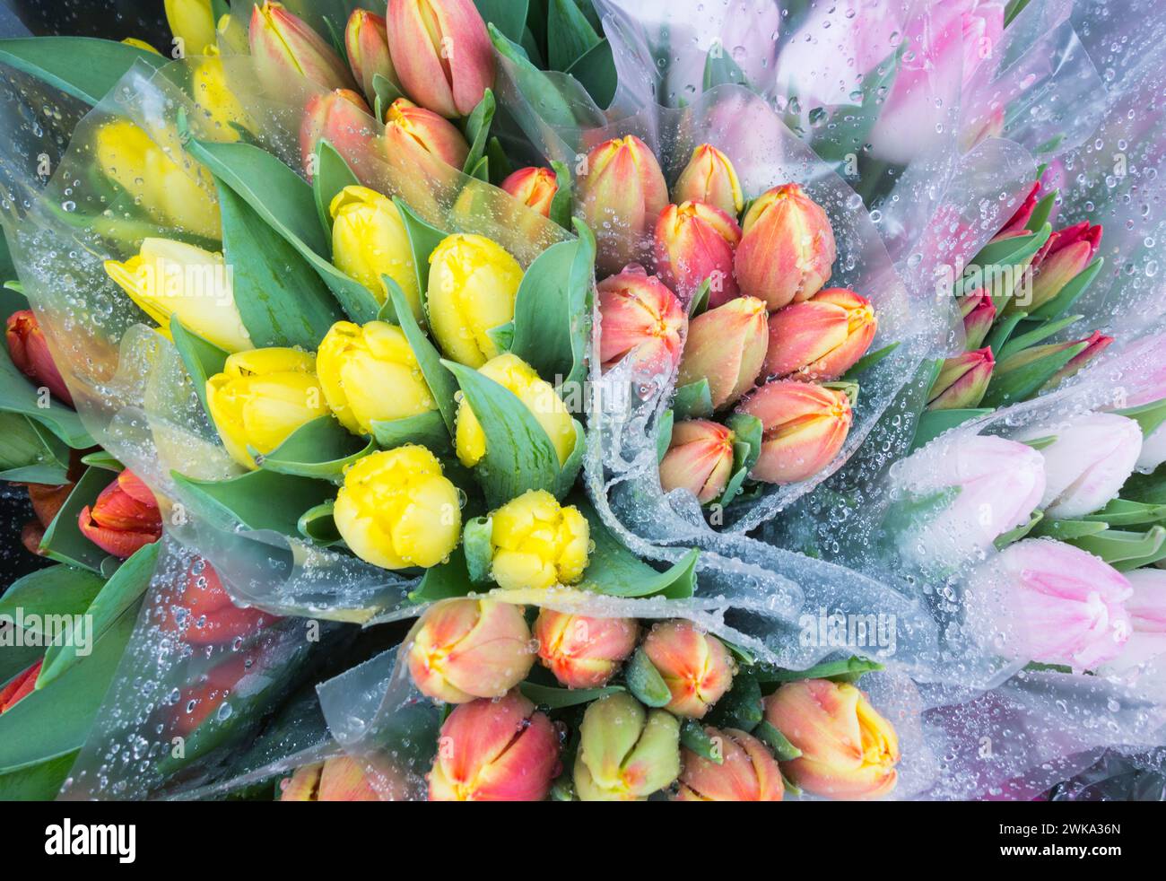 Cellophane wrapped tulips hi-res stock photography and images - Alamy