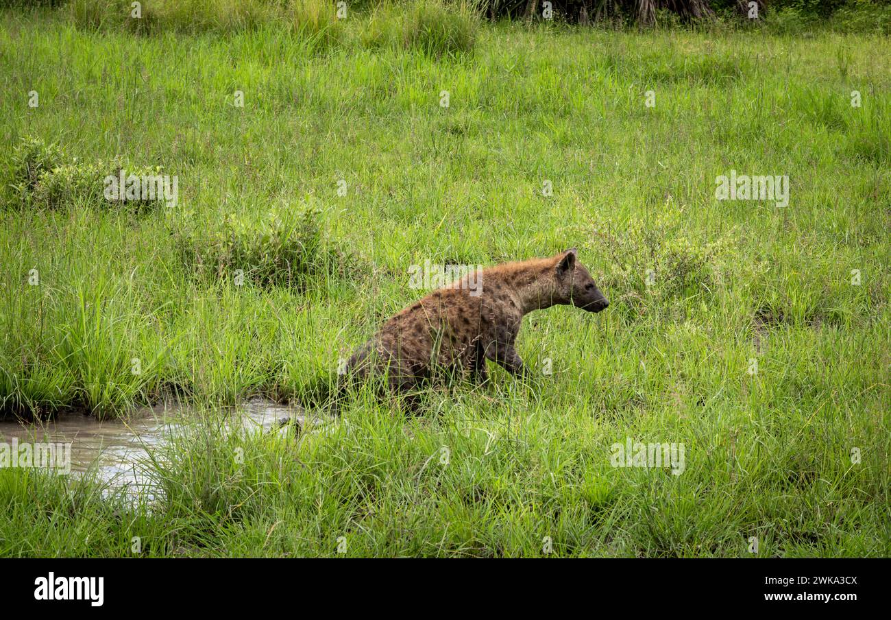 Dead hyena hi-res stock photography and images - Alamy