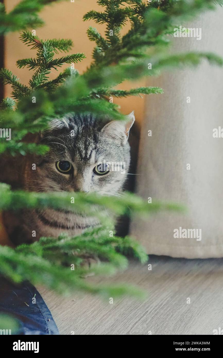 A cat with mysterious eyes peeking from behind a tree Stock Photo - Alamy