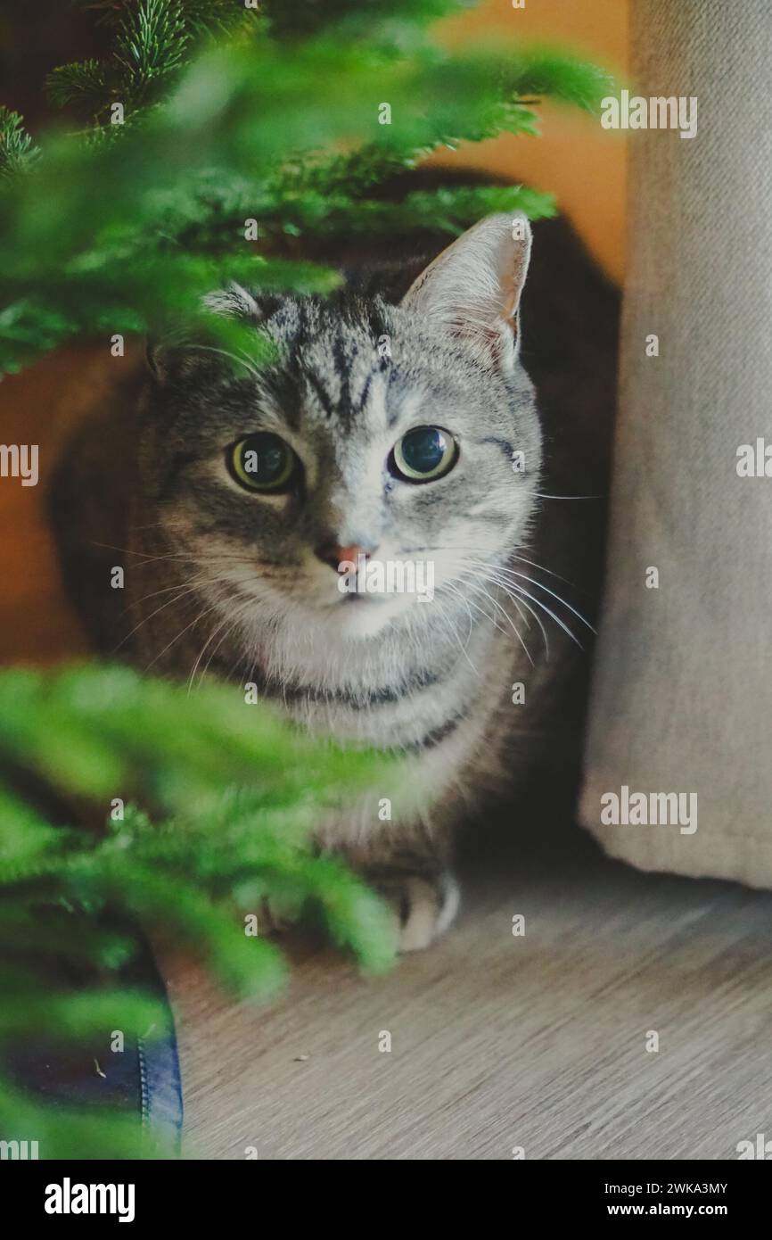Cat under a tree hi-res stock photography and images - Alamy