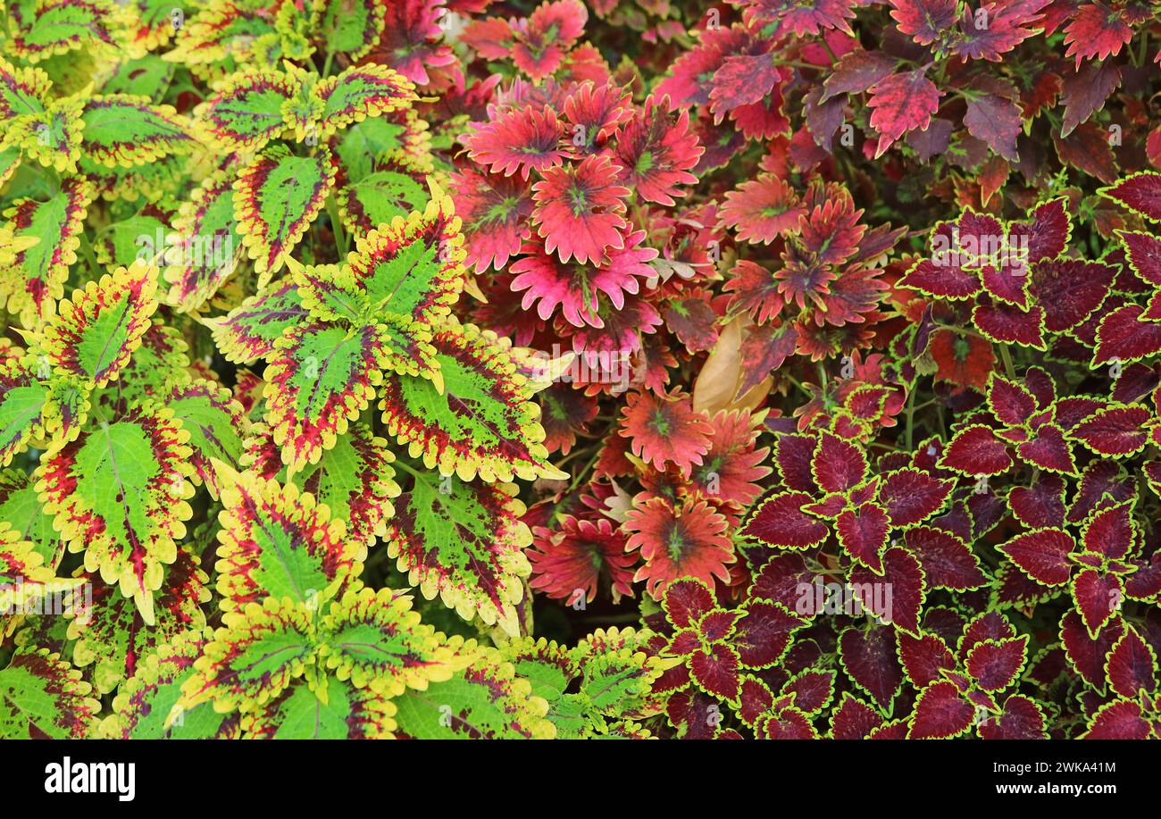 Colorful Variegated Leaves of Painted Nettle Coleus and Trusty Rusty ...