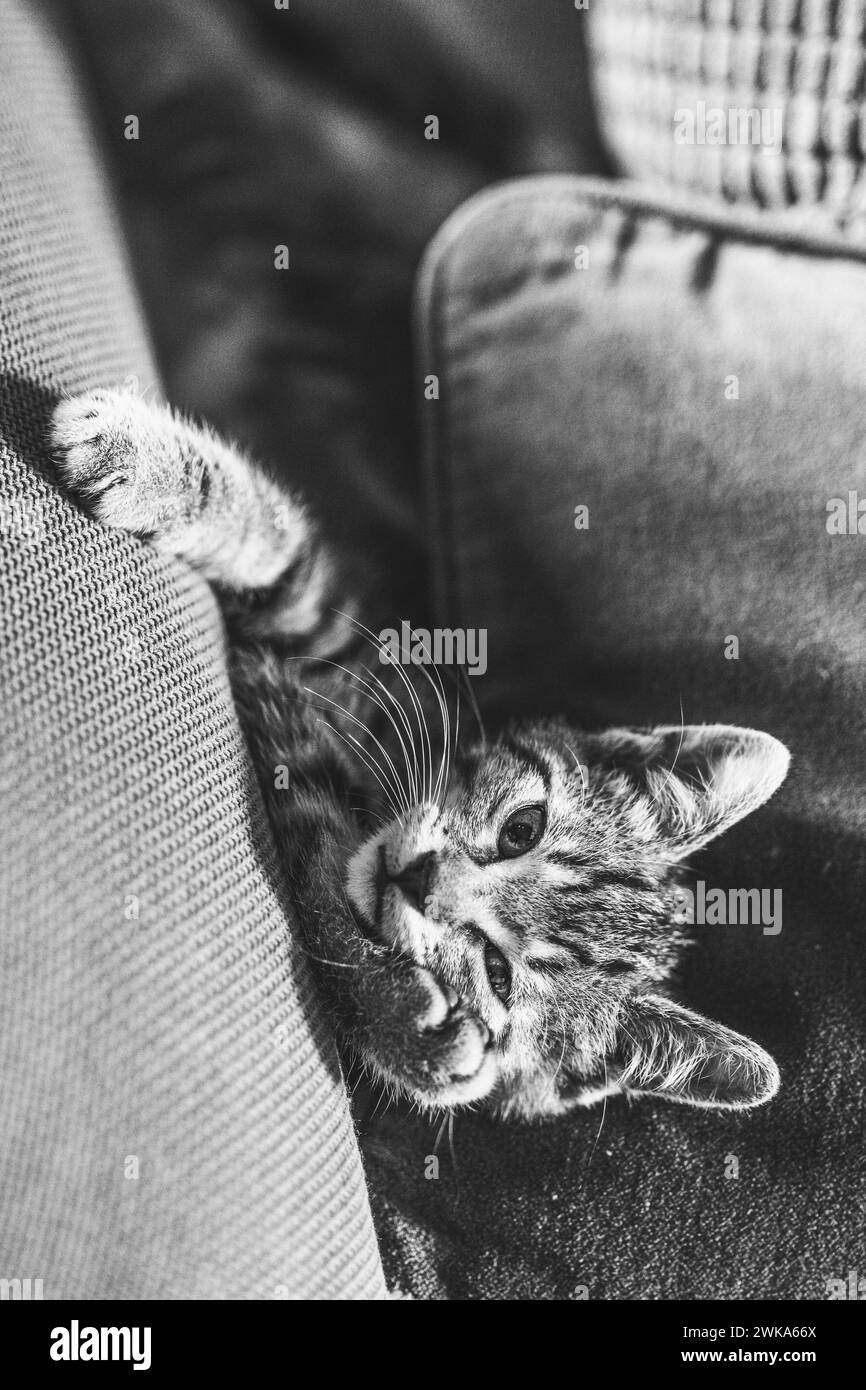 Cat in tabby color Black and White Stock Photos & Images - Alamy