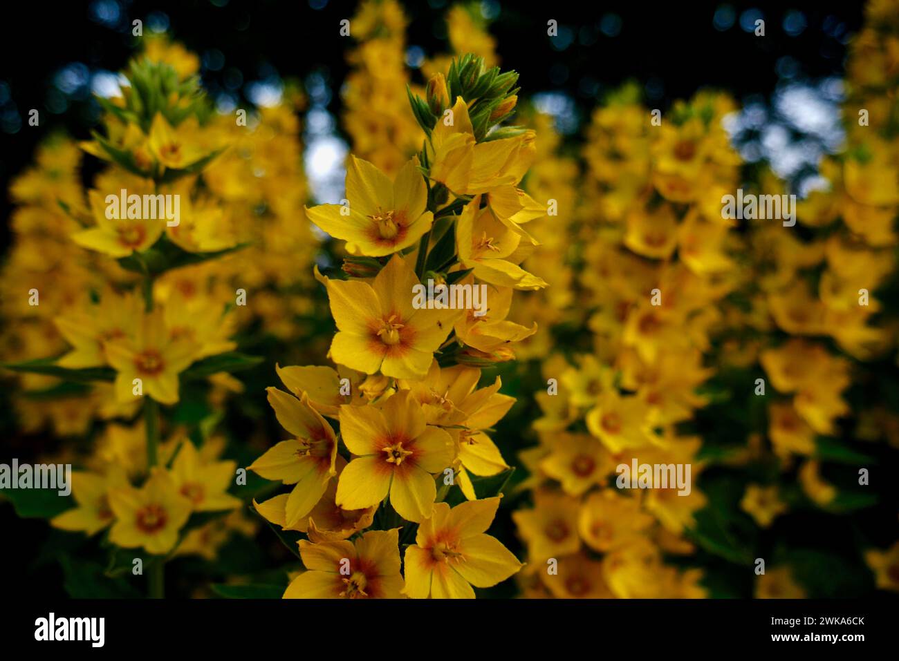 The perfumed garden hi-res stock photography and images - Alamy