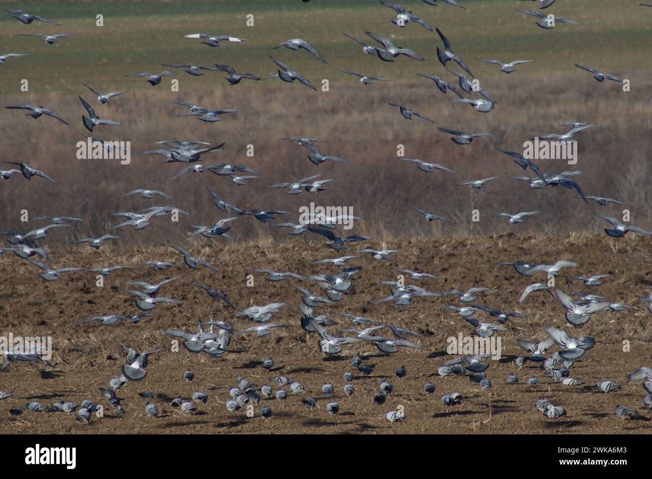 Rural mosaic. Pigeon flight. Messy formation Stock Photo - Alamy