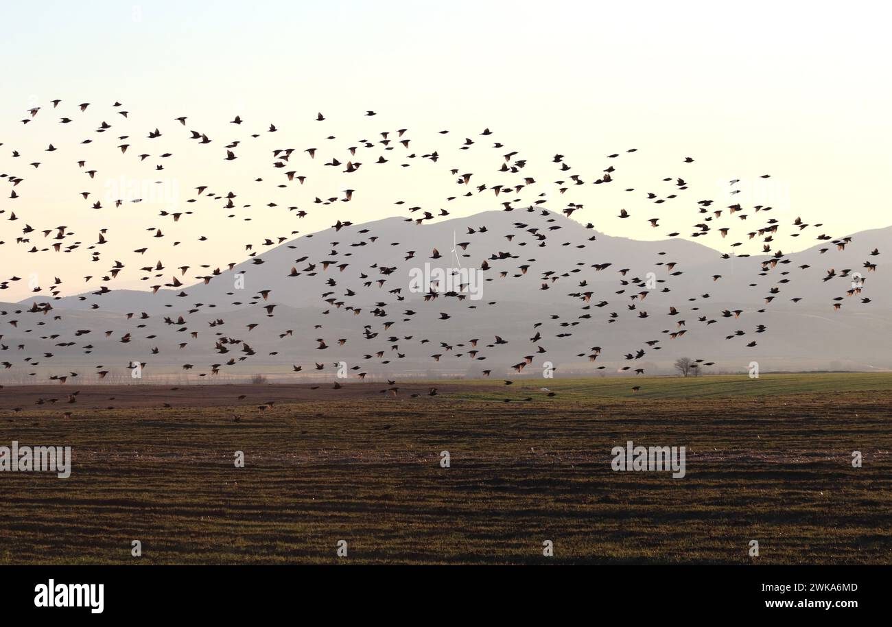 Avian ecosystem hi-res stock photography and images - Alamy