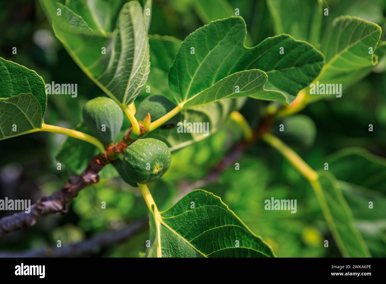 Green fig fruits on a branch of a wild fig tree in rural Northern ...