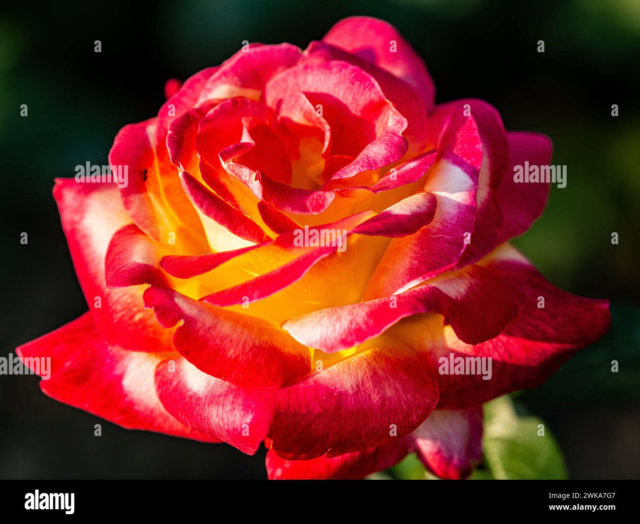 Die Rose 'Le Parisienne' ist eine kräftig gelb, rote Rose. Hier im ...