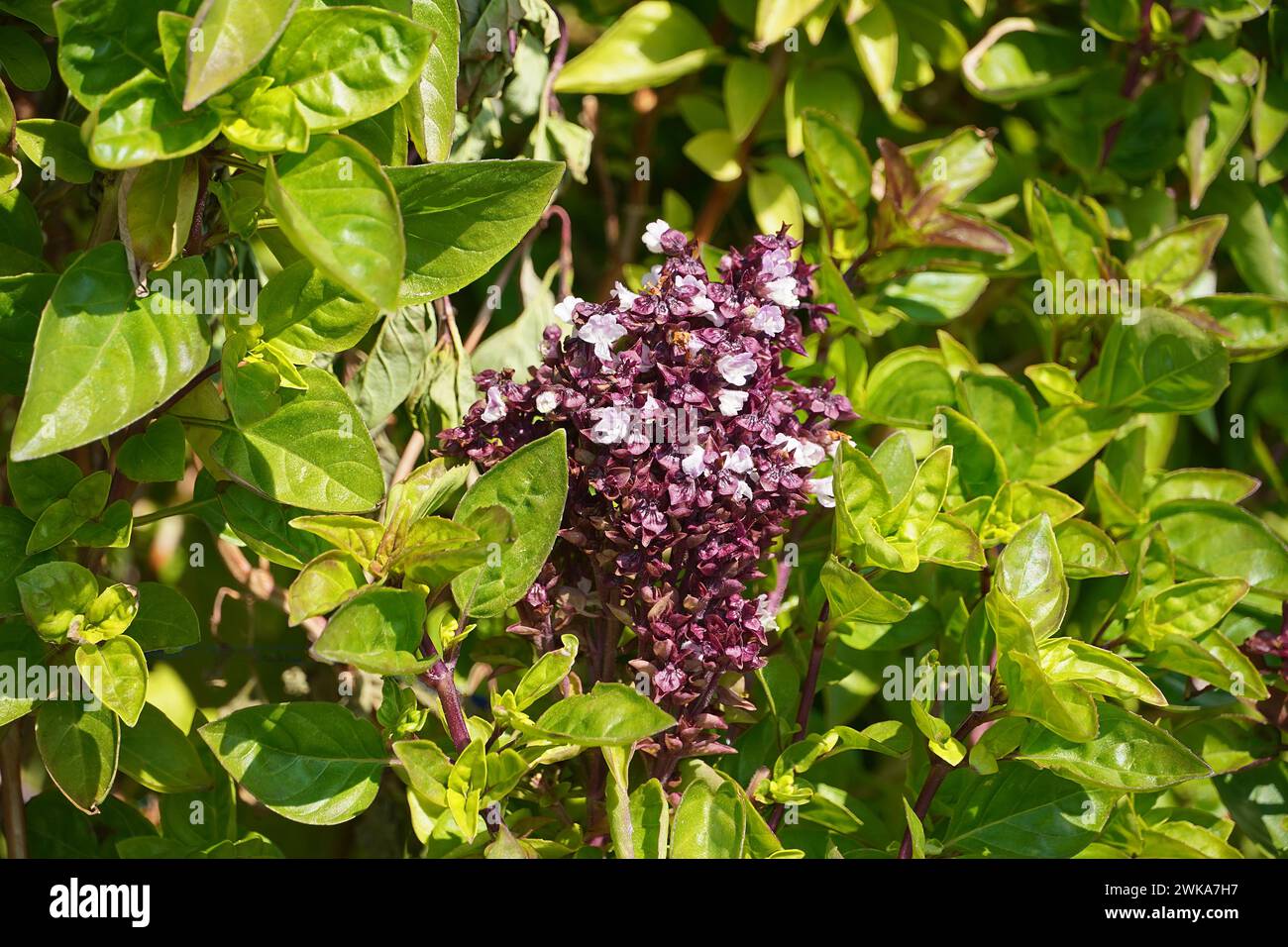 Blossoming basil, or Ocimum basilicum fragrant plant Stock Photo - Alamy