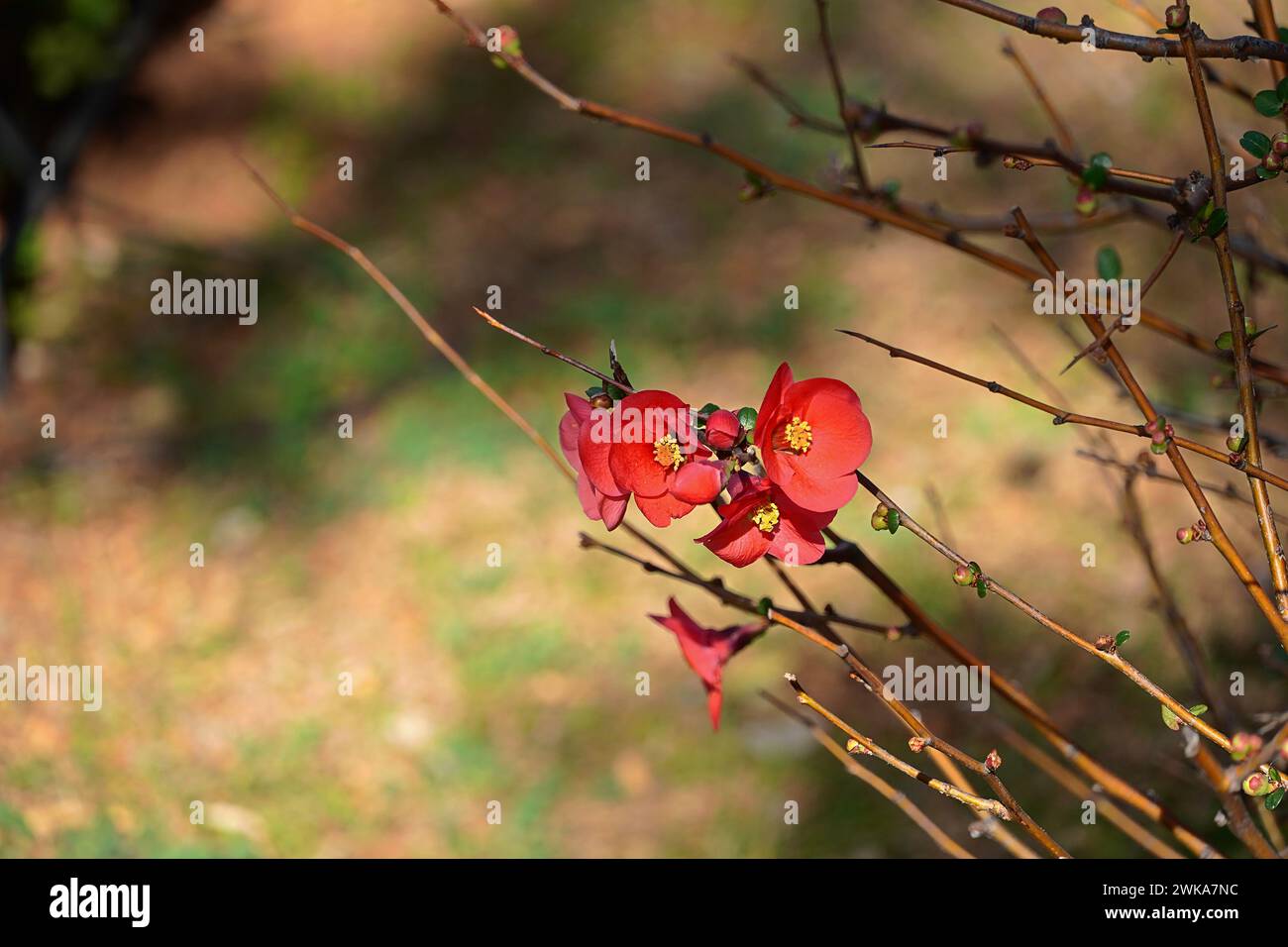 Cydonia japonica hi-res stock photography and images - Alamy