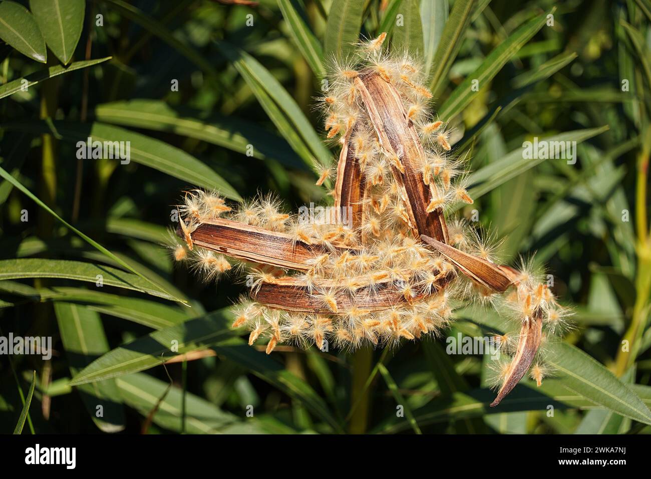 Nerium park hi-res stock photography and images - Alamy