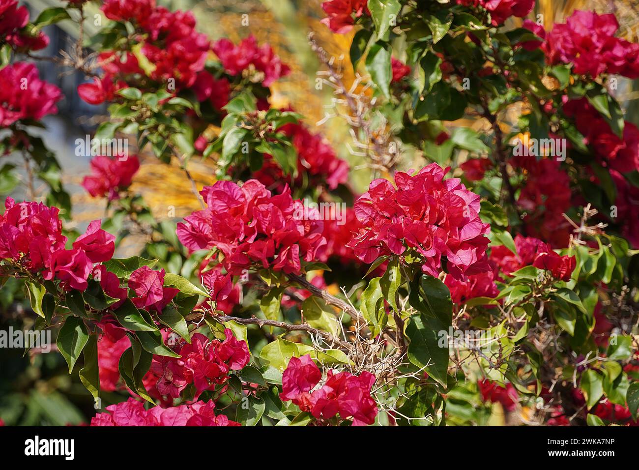 Red nerium hi-res stock photography and images - Alamy