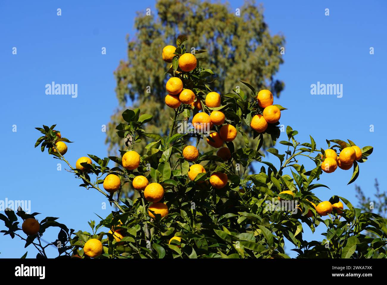 Citrus reticulata tree hi-res stock photography and images - Alamy