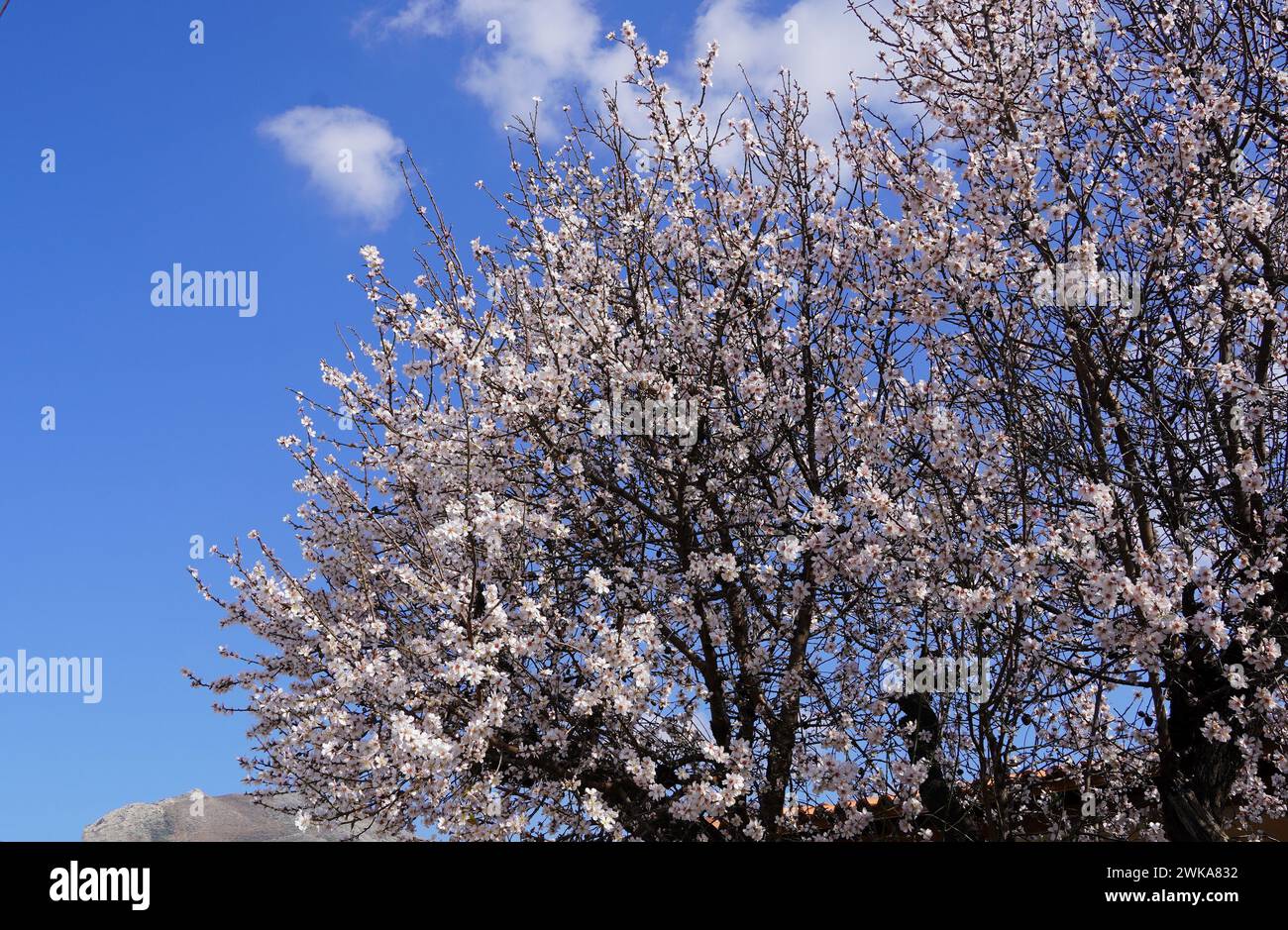 Prunus amygdalus botanical hi-res stock photography and images - Alamy