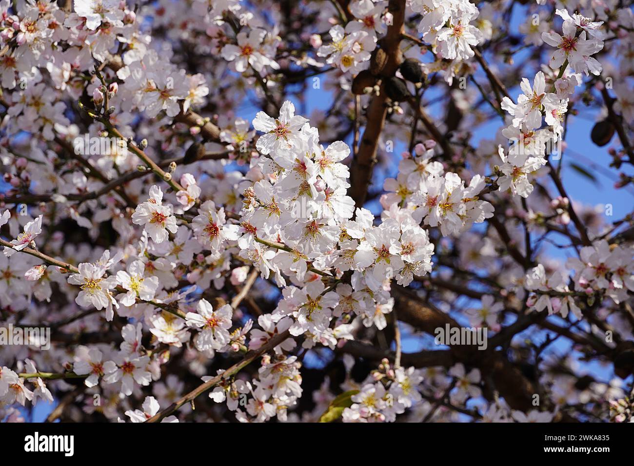 Prunus dulcis botanical hi-res stock photography and images - Alamy