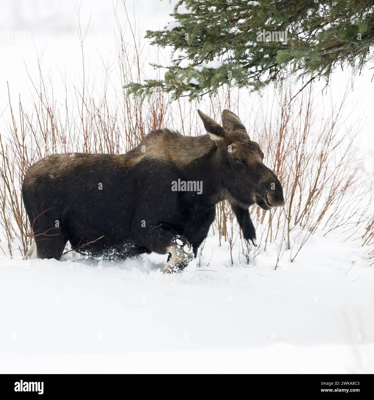 Moose ( Alces alces ) in winter, young bull, lost antlers, roaming ...