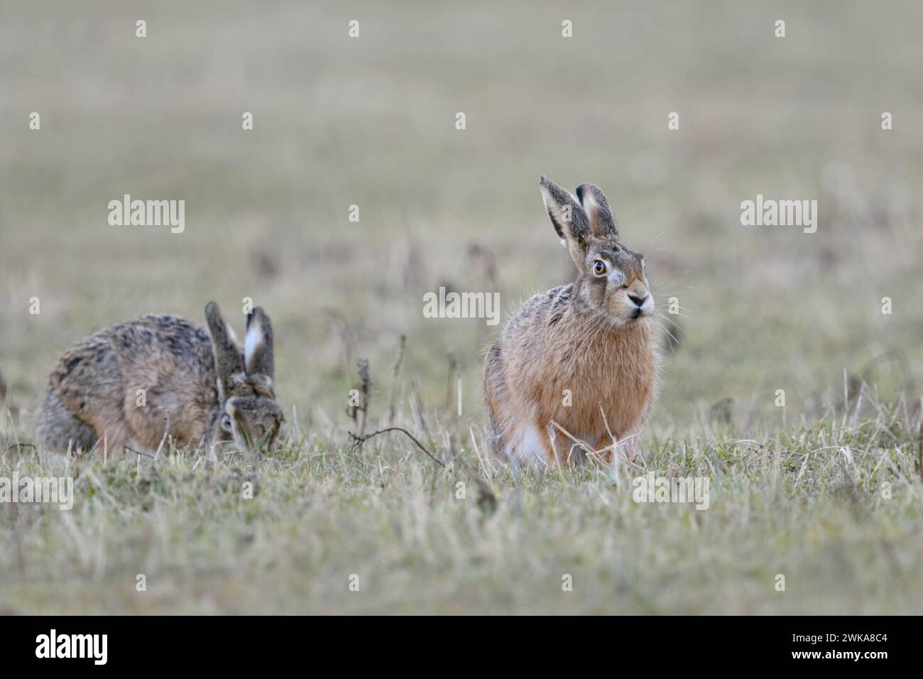 Brown Hares / European Hares ( Lepus europaeus ), two together, sitting ...