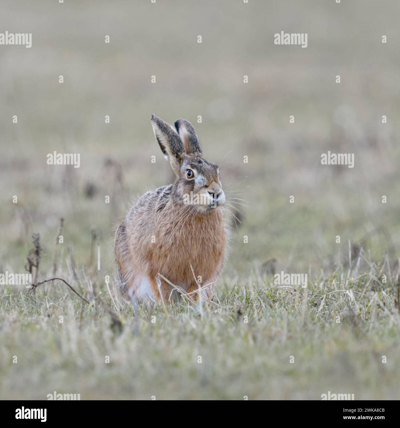 Brown Hare / European Hare ( Lepus europaeus ), sitting on grassland ...