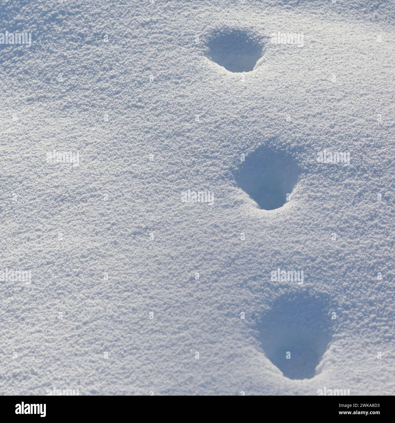 Fox footprint hi-res stock photography and images - Alamy