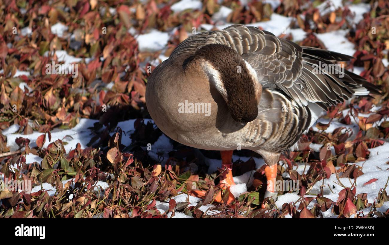 Domestic swan goose hi-res stock photography and images - Alamy