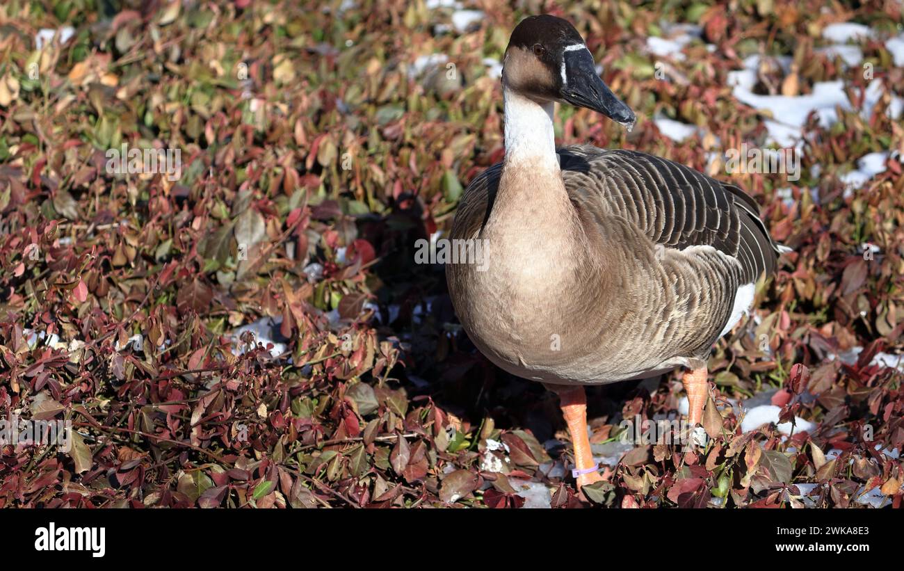 Swan goose chinese anser hi-res stock photography and images - Alamy
