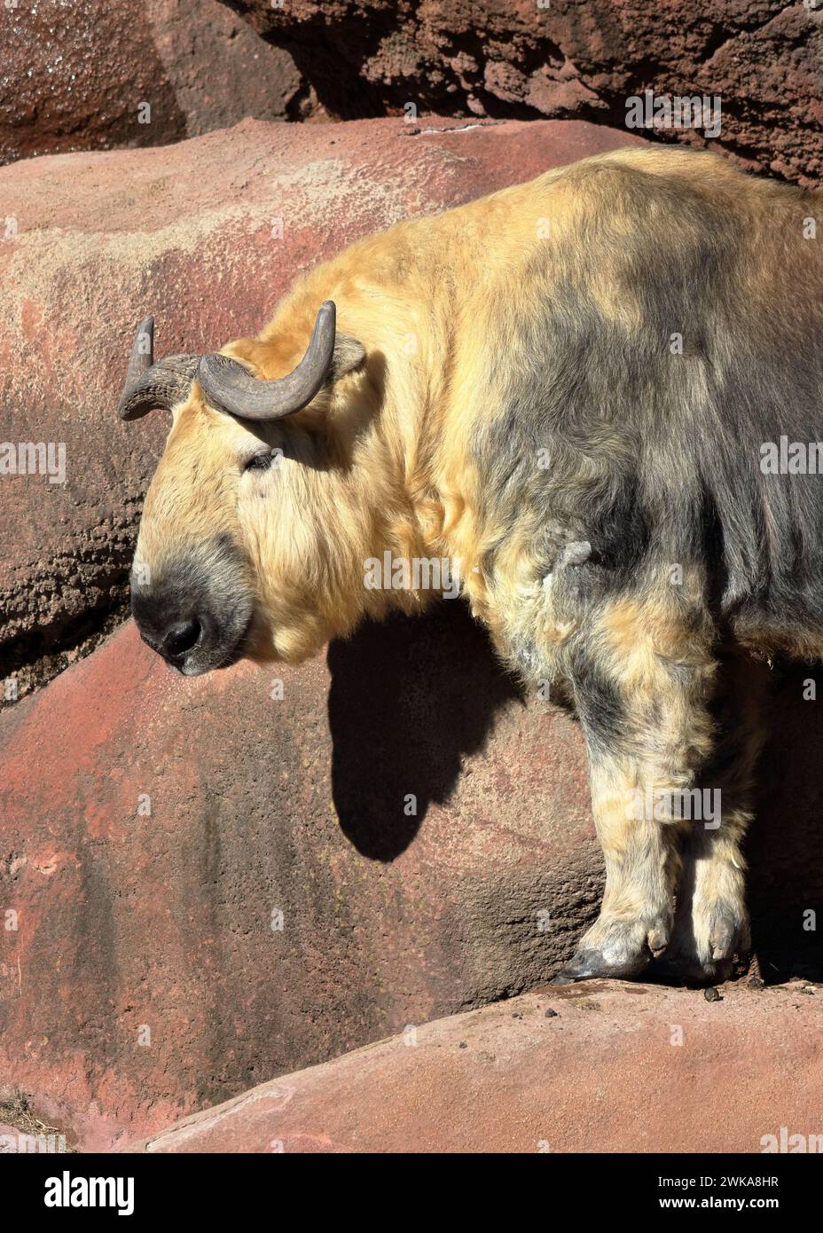 Tibetan goat hi-res stock photography and images - Alamy
