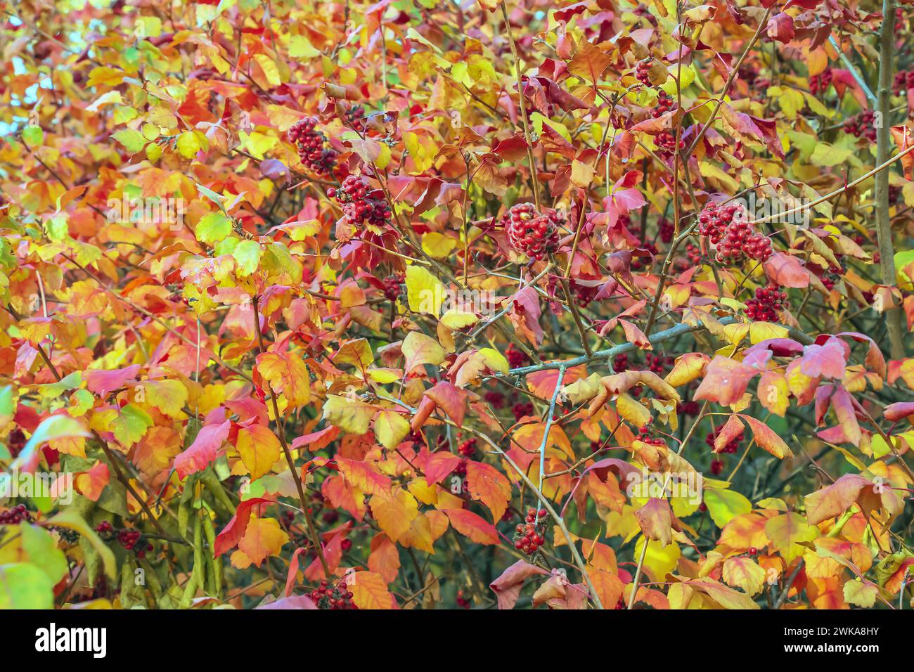 The fruit of the Fragrant Sumac, alson known as the Rhus trilobata. The ...