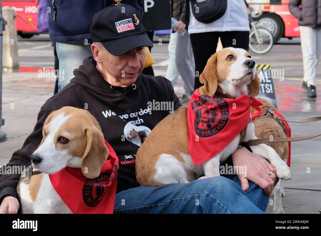 Rescue beagles hi-res stock photography and images - Alamy