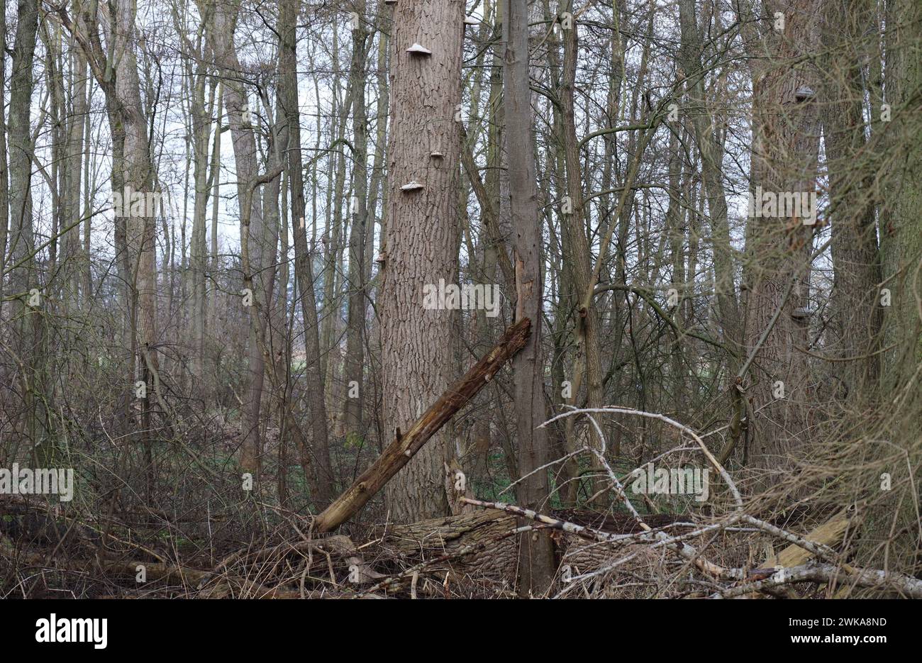 Dead forest parts hi-res stock photography and images - Alamy
