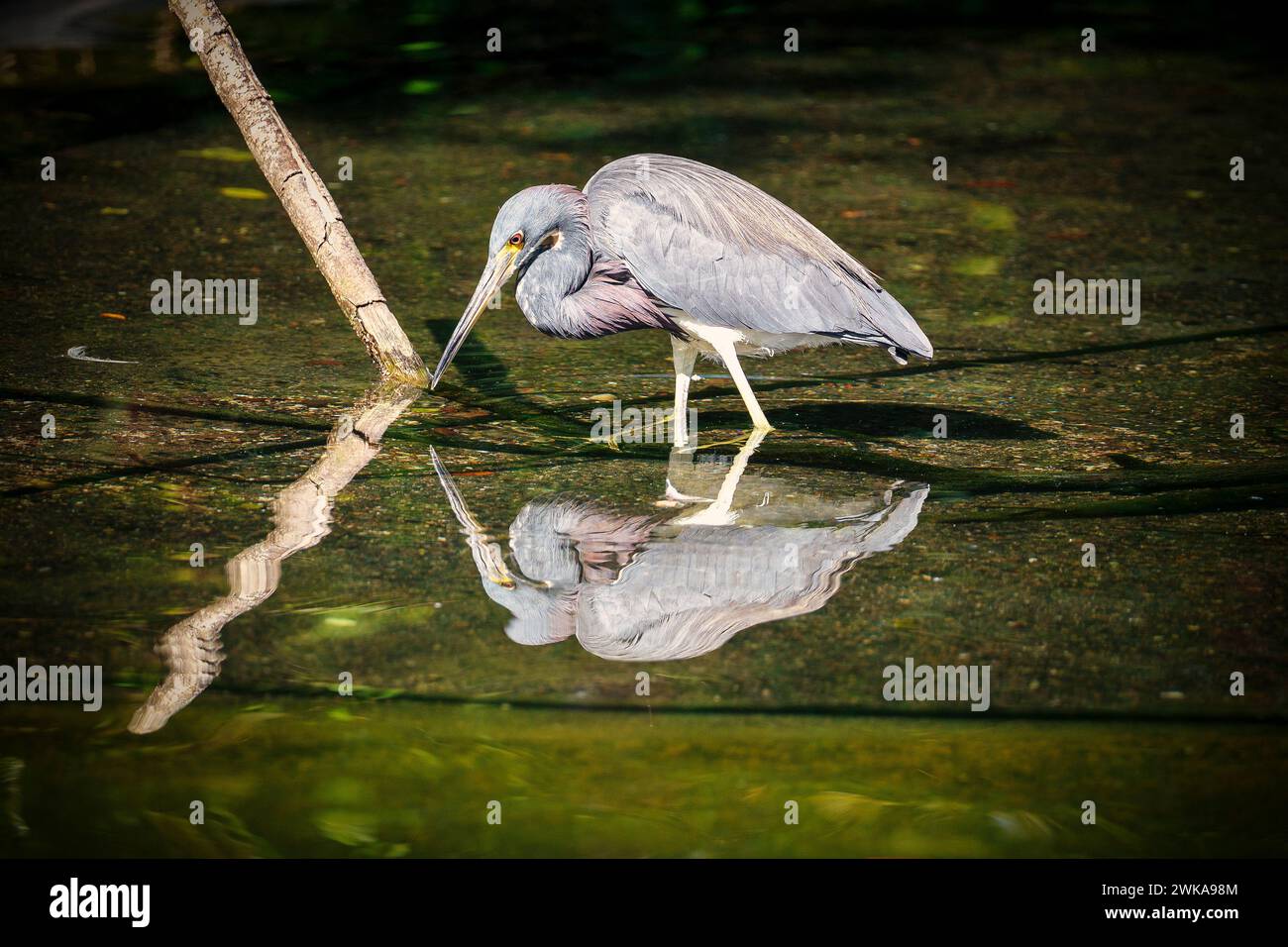 A swamp bird at Florida Everglades Stock Photo - Alamy