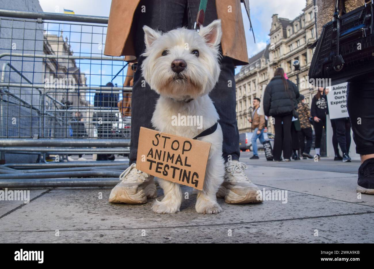 London, England, UK. 19th Feb, 2024. A westie joins the protest against ...