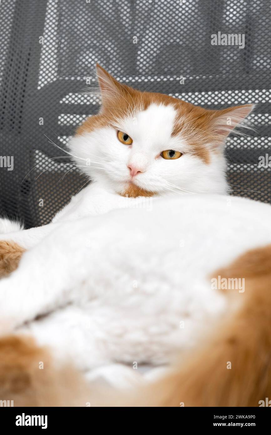 the cat lies with a smug look. cat with an impudent face Stock Photo ...