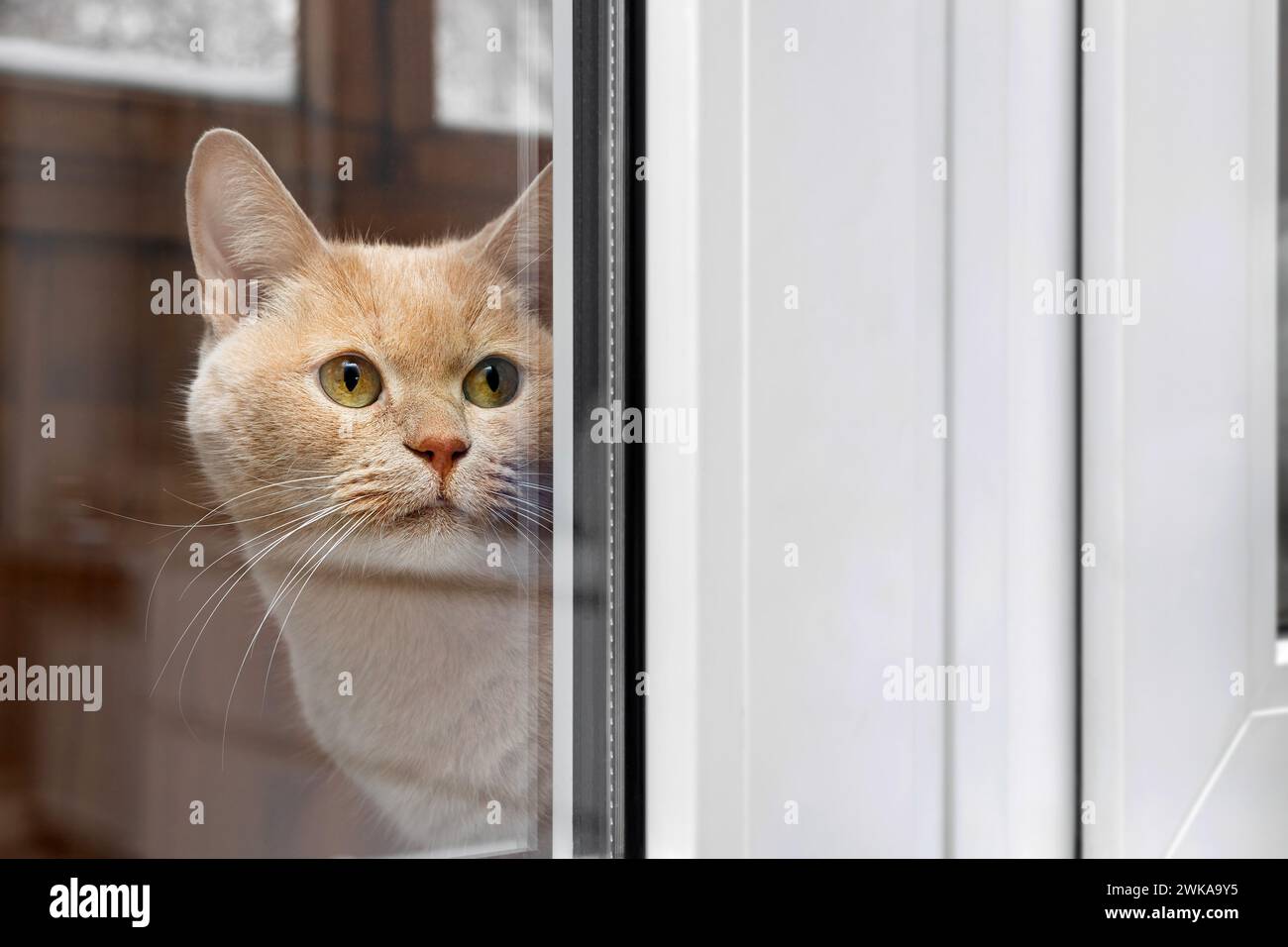 cat looks out the window, shot through glass. cat behind glass. the cat ...