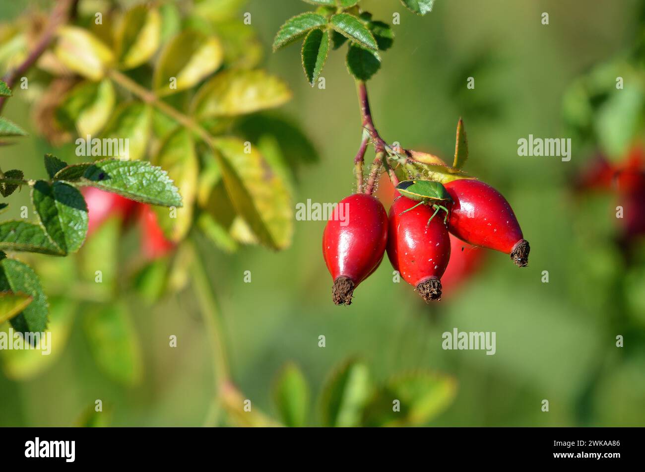 Beautiful red rosehip berries hi-res stock photography and images - Alamy