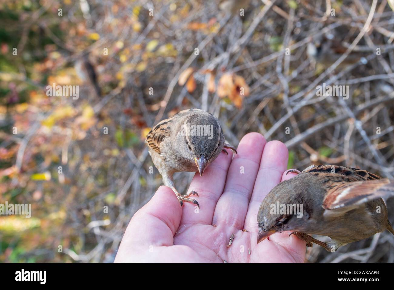 Sparrow eats seeds from a man's hand. A Sparrow bird sitting on the ...