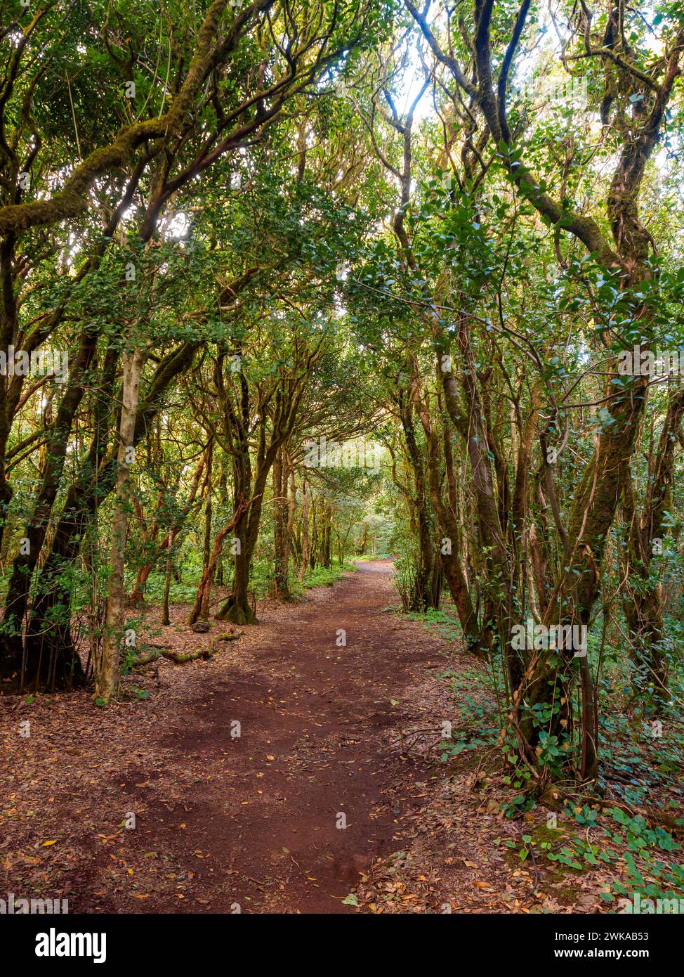 Hiking trail through laurel forest in Anaga mountains, Tenerife Canary ...