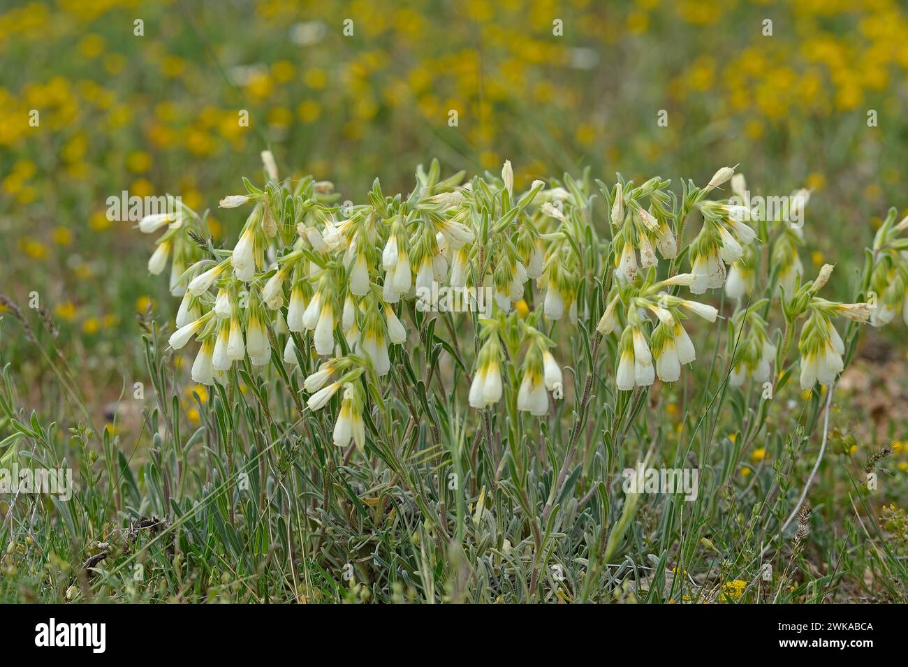 Onosma is a genus of flowering plants in the family Boraginaceae. They ...