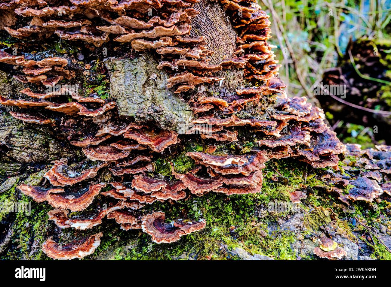 Polyporaceae fungus, poisonous fungus growing on a dead tree stump in Wales. Polyporic acid ...