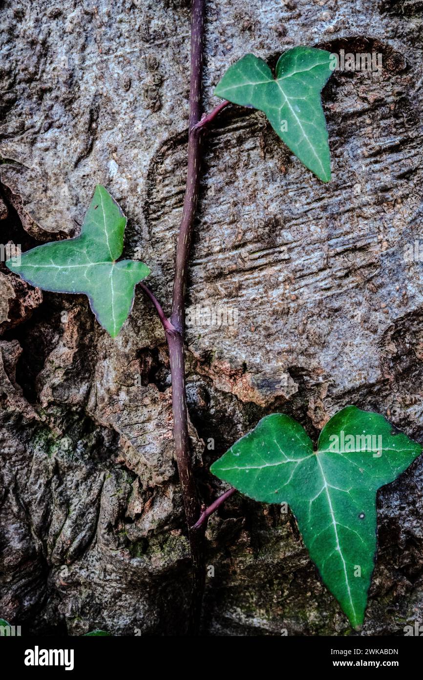 Crimean ivy hi-res stock photography and images - Alamy