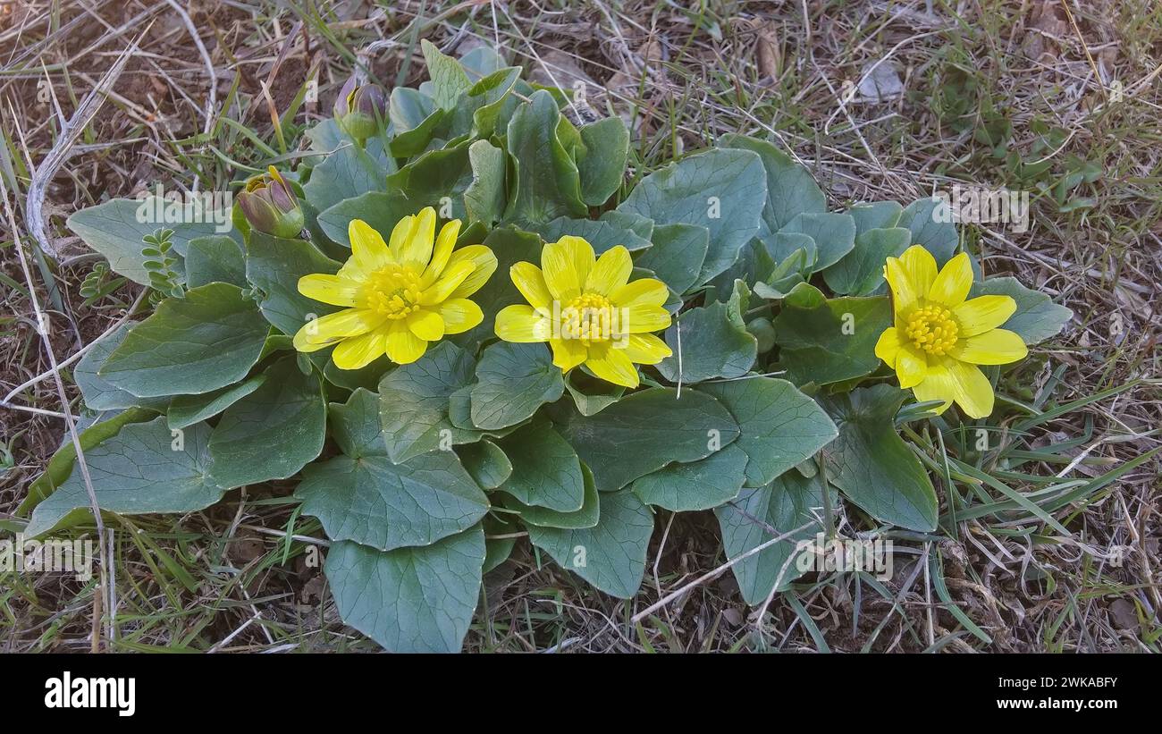 Plant with yellow flowers. Lesser celandine (Ranunculus ficaria ...