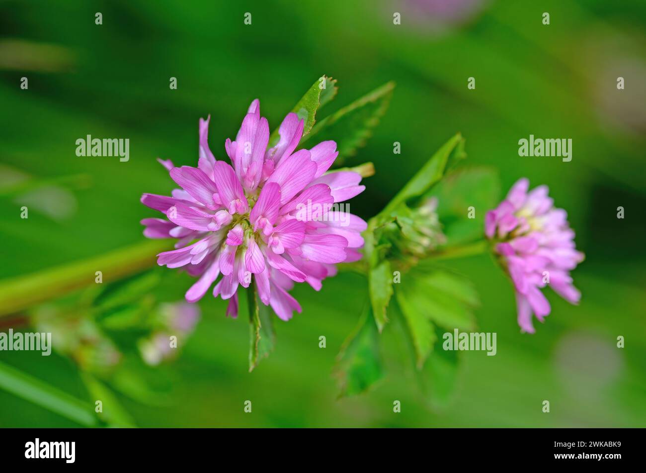 Trifolium pratense, Red clover. Perennial wild grass of the legume ...