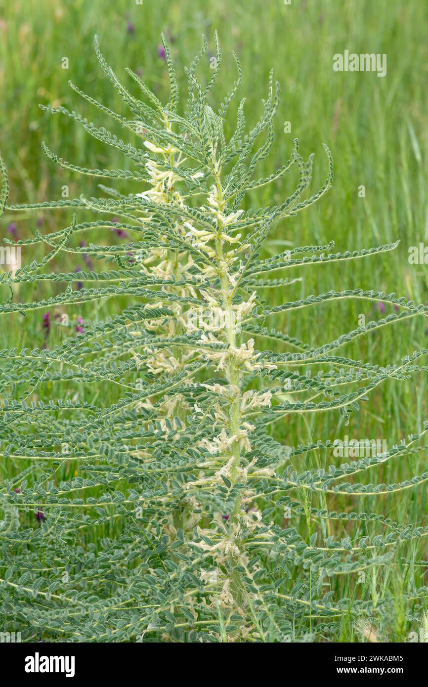 Plant species astragalus canadensis hi-res stock photography and images ...