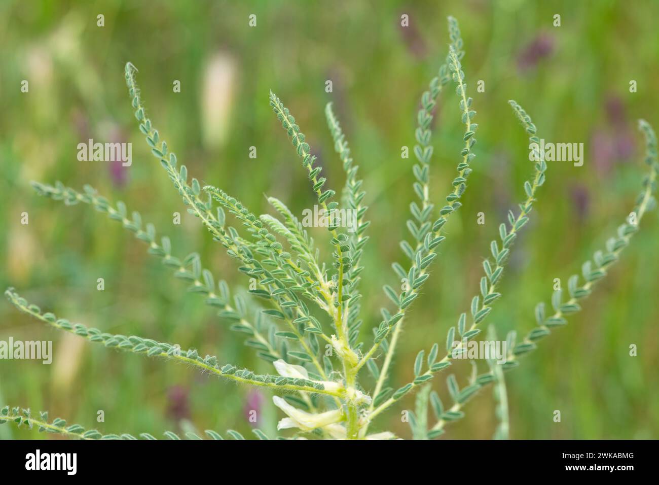 Astragalus pisidicus close-up. Also called milk vetch, goat thorn or ...