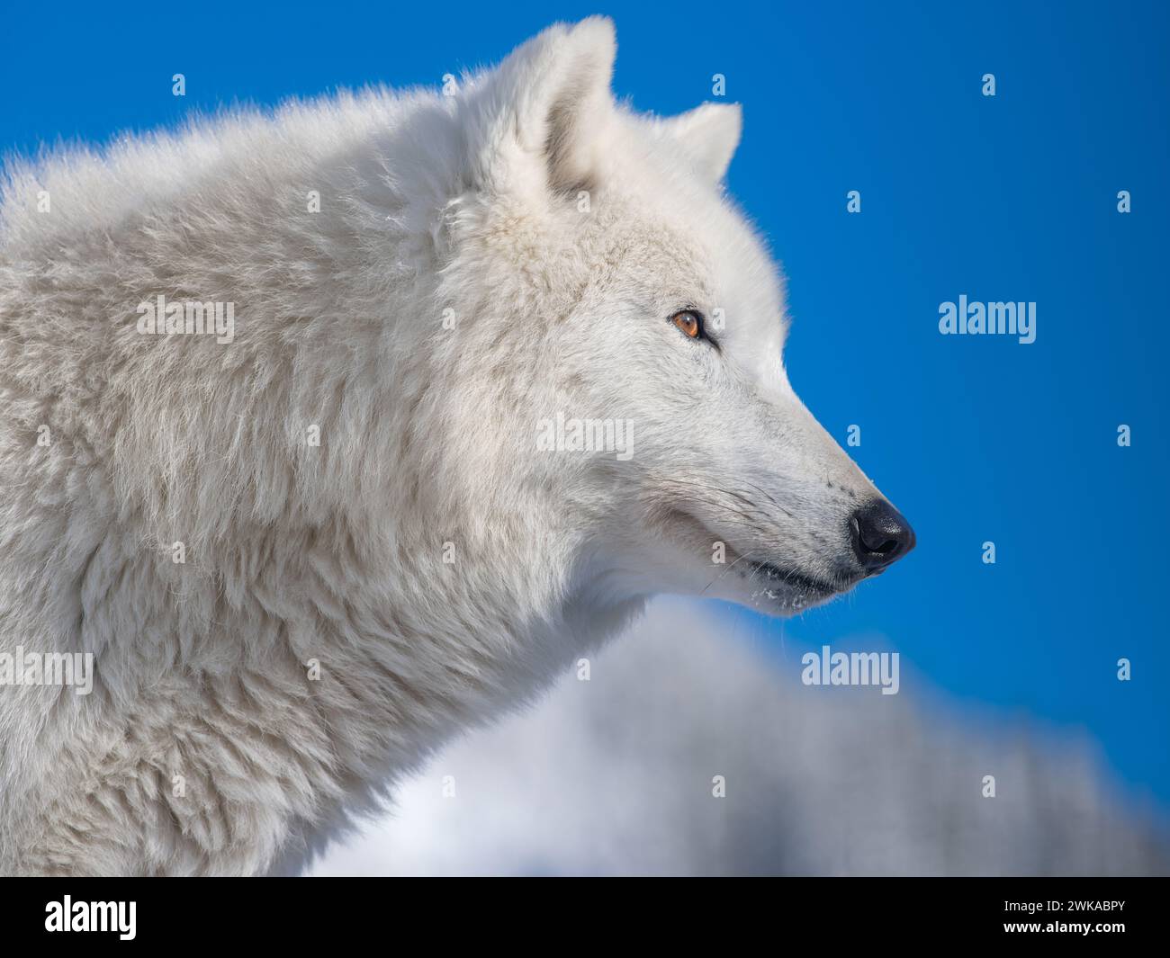 polar wolf portrait on sky background Stock Photo - Alamy