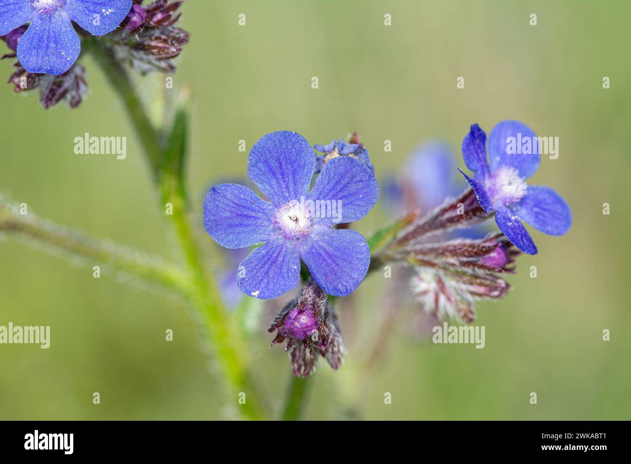 Large blue alkanet (Anchusa azurea ssp. azurea) is a self-grown ...