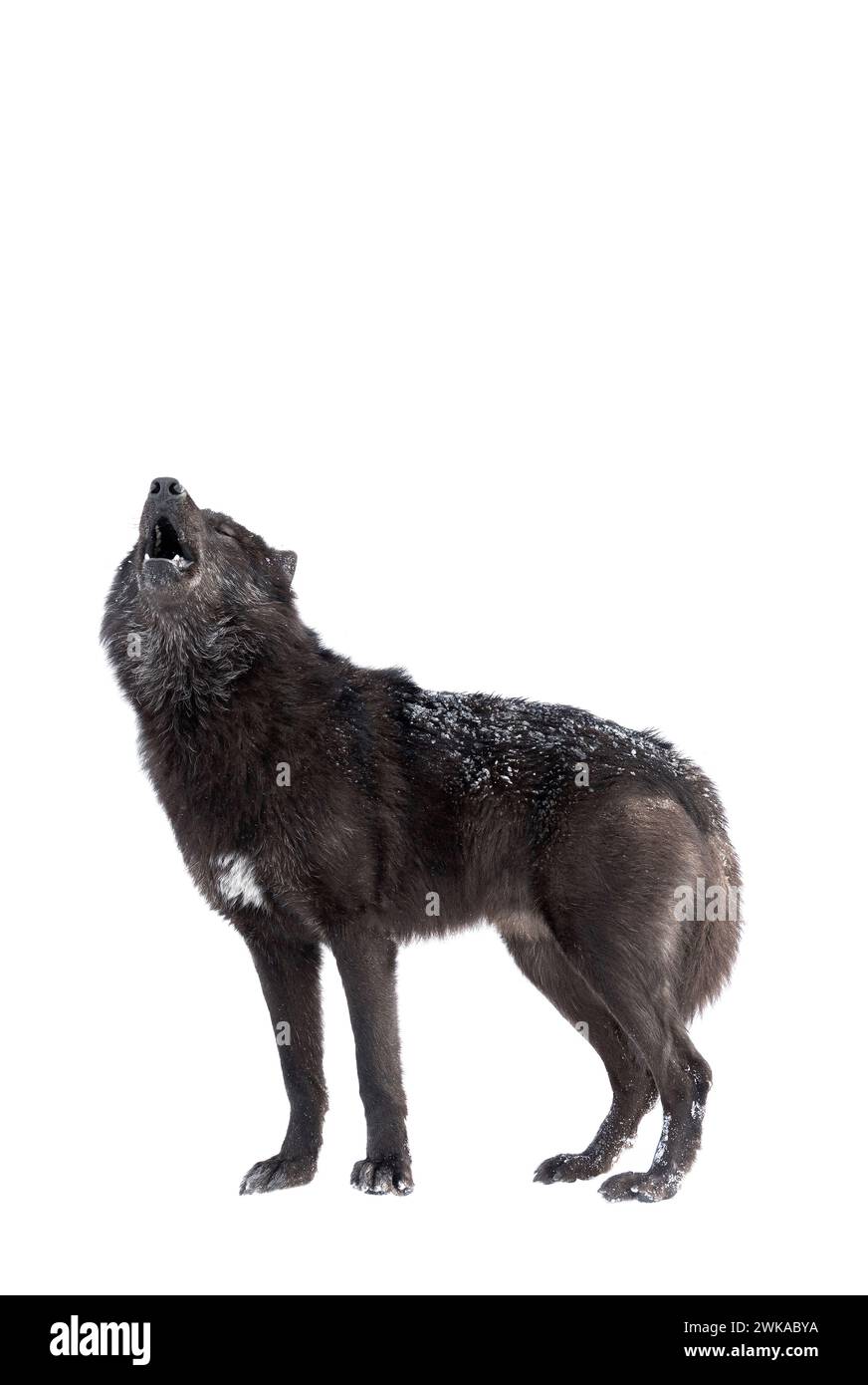 Howling wolf design Cut Out Stock Images & Pictures - Alamy