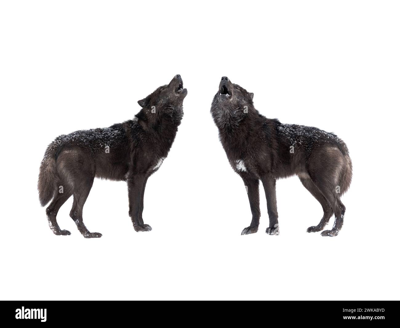 two Howling wolf isolated on a white background Stock Photo - Alamy