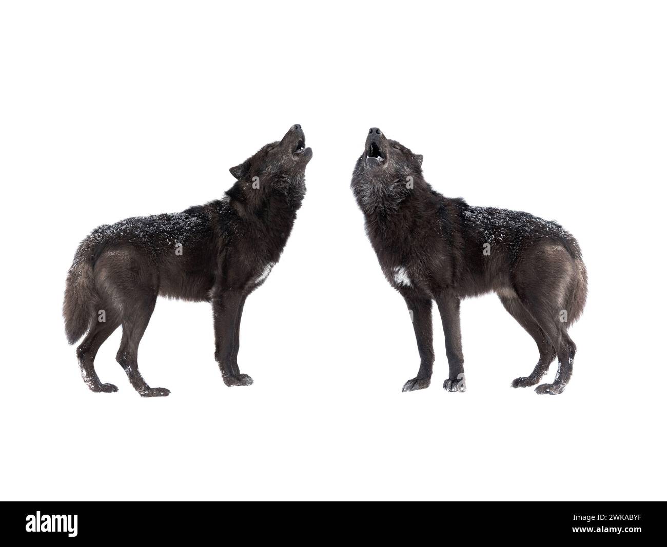 two Howling wolf isolated on a white background Stock Photo - Alamy